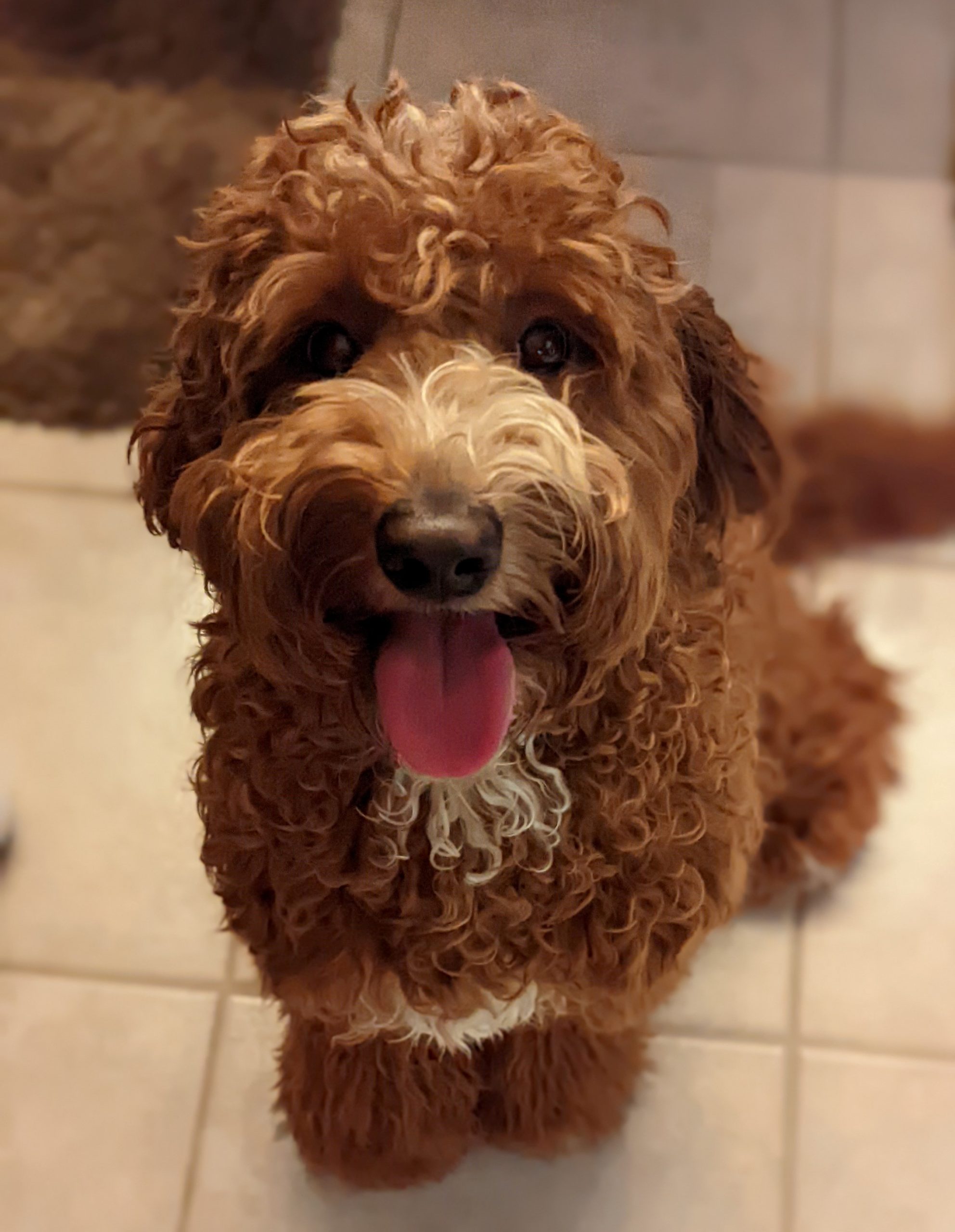 Legend Manor Labradoodles – Breeding Australian Labradoodles