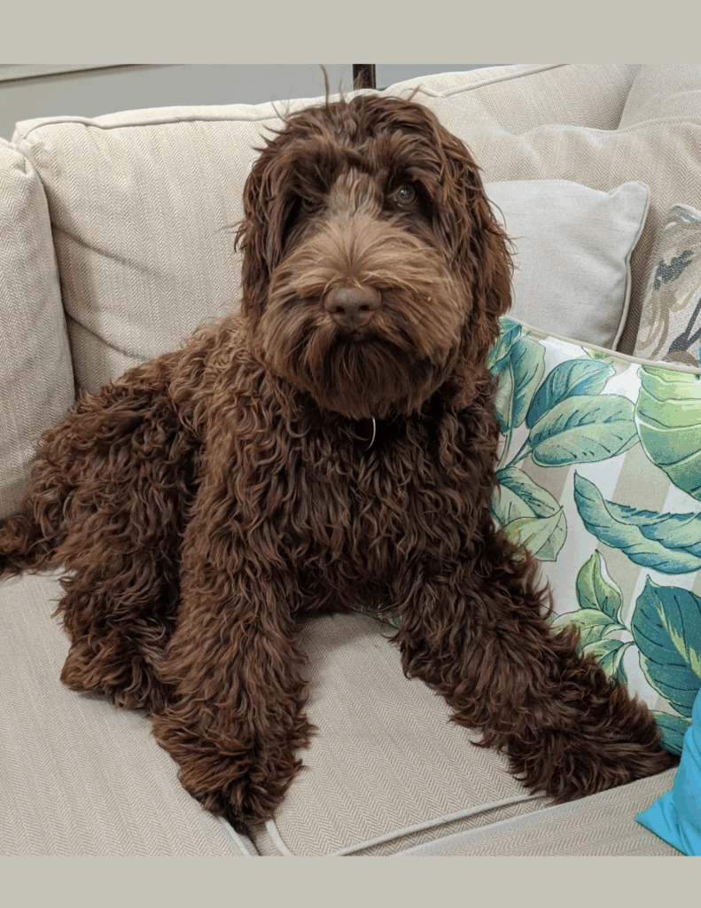 Our Dogs – Legend Manor Labradoodles